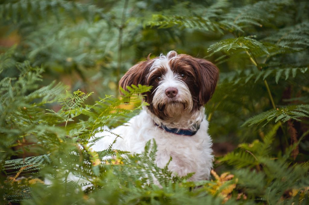 The fundamentals of great commercial photography for your pet brand ...