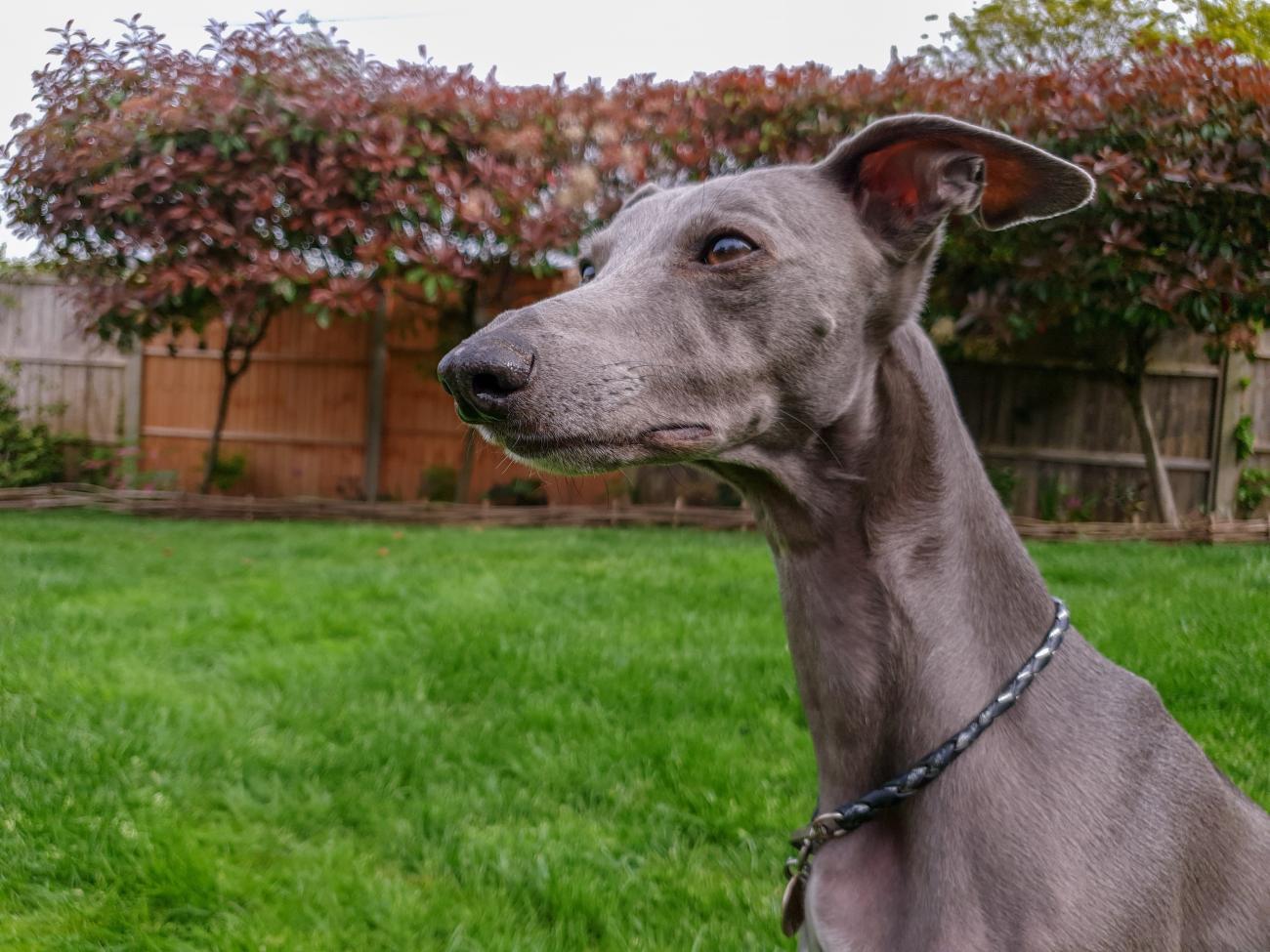 5 Simple Tips for taking better photographs of your dog with your ...