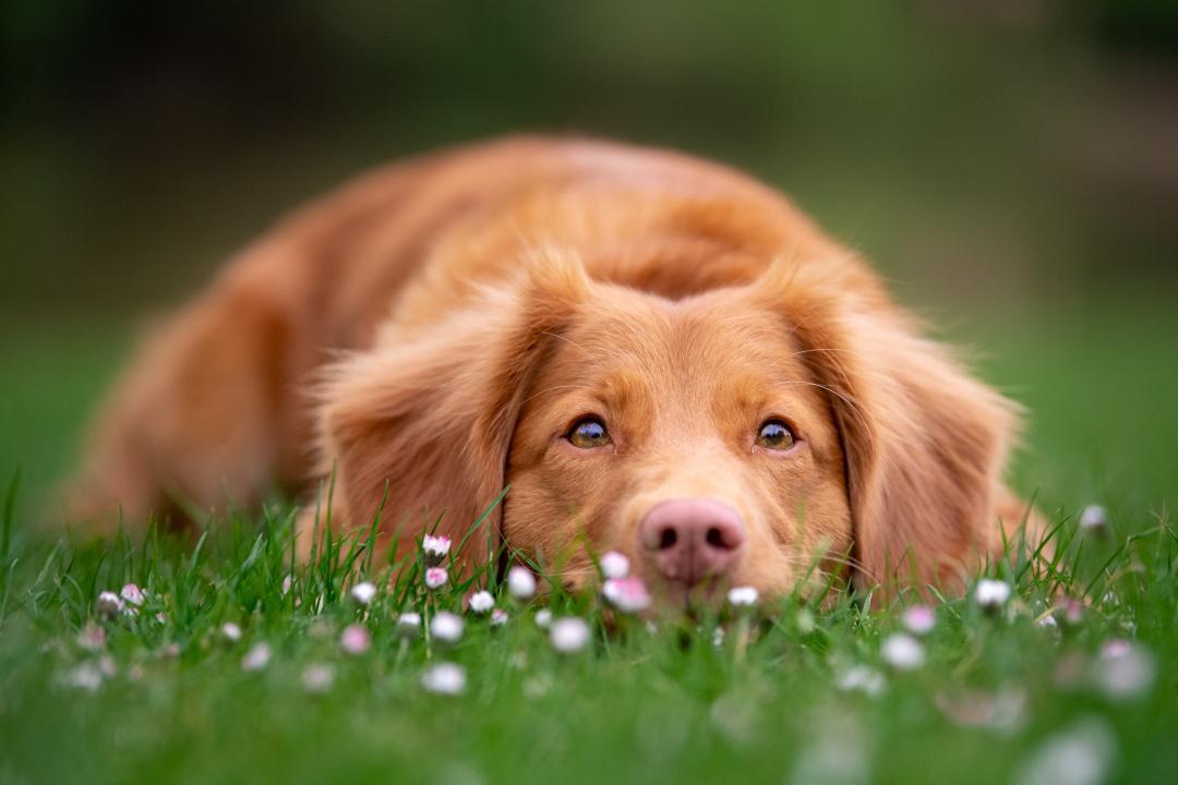 8 simple tips becoming an eco friendly dog owner. - Fur and Fables