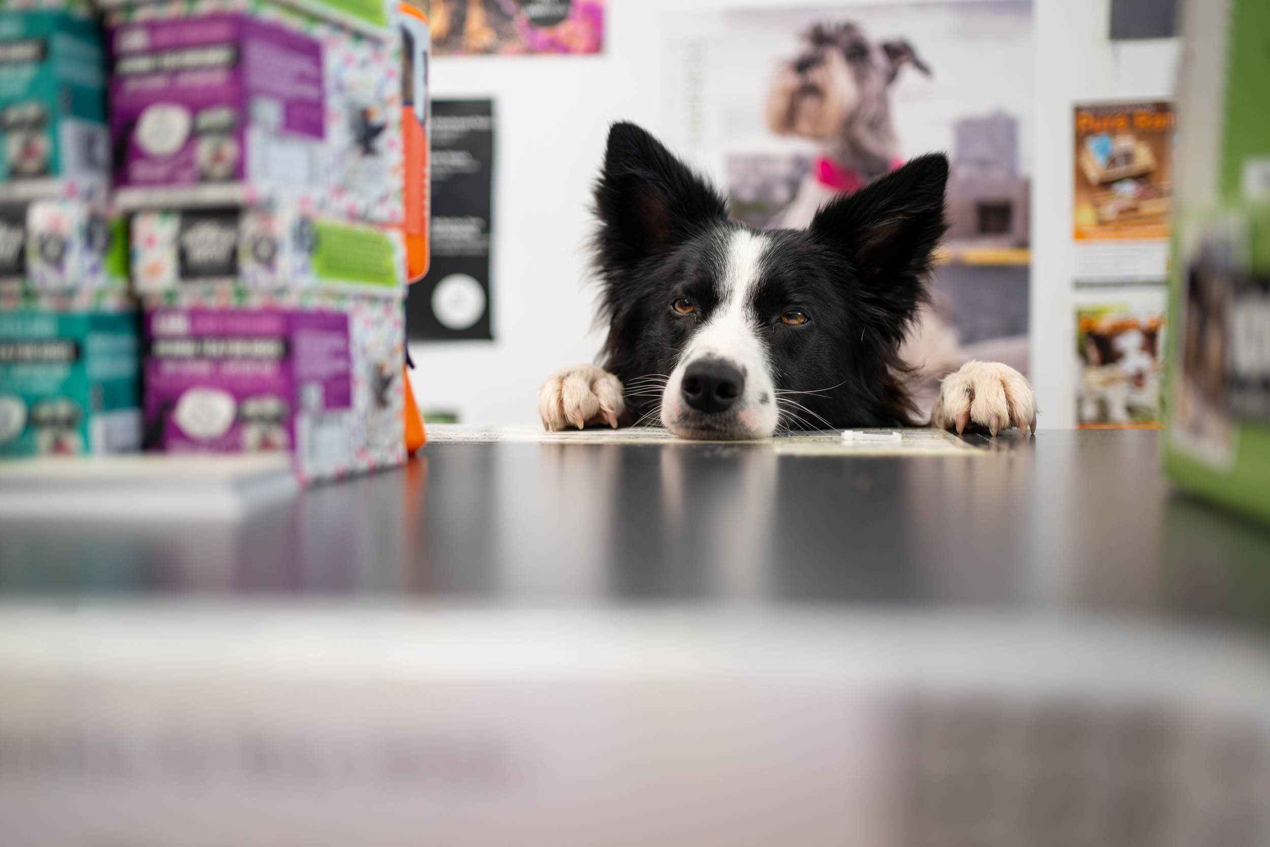 Behind the scenes of an independent pet shop photoshoot - Fur and Fables